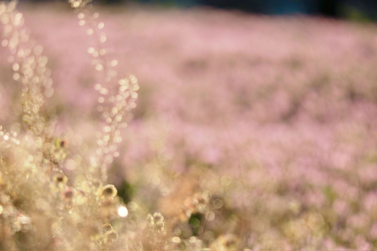 spring color | GANREF