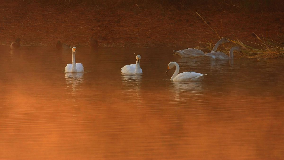 静かな朝 2007 | GANREF