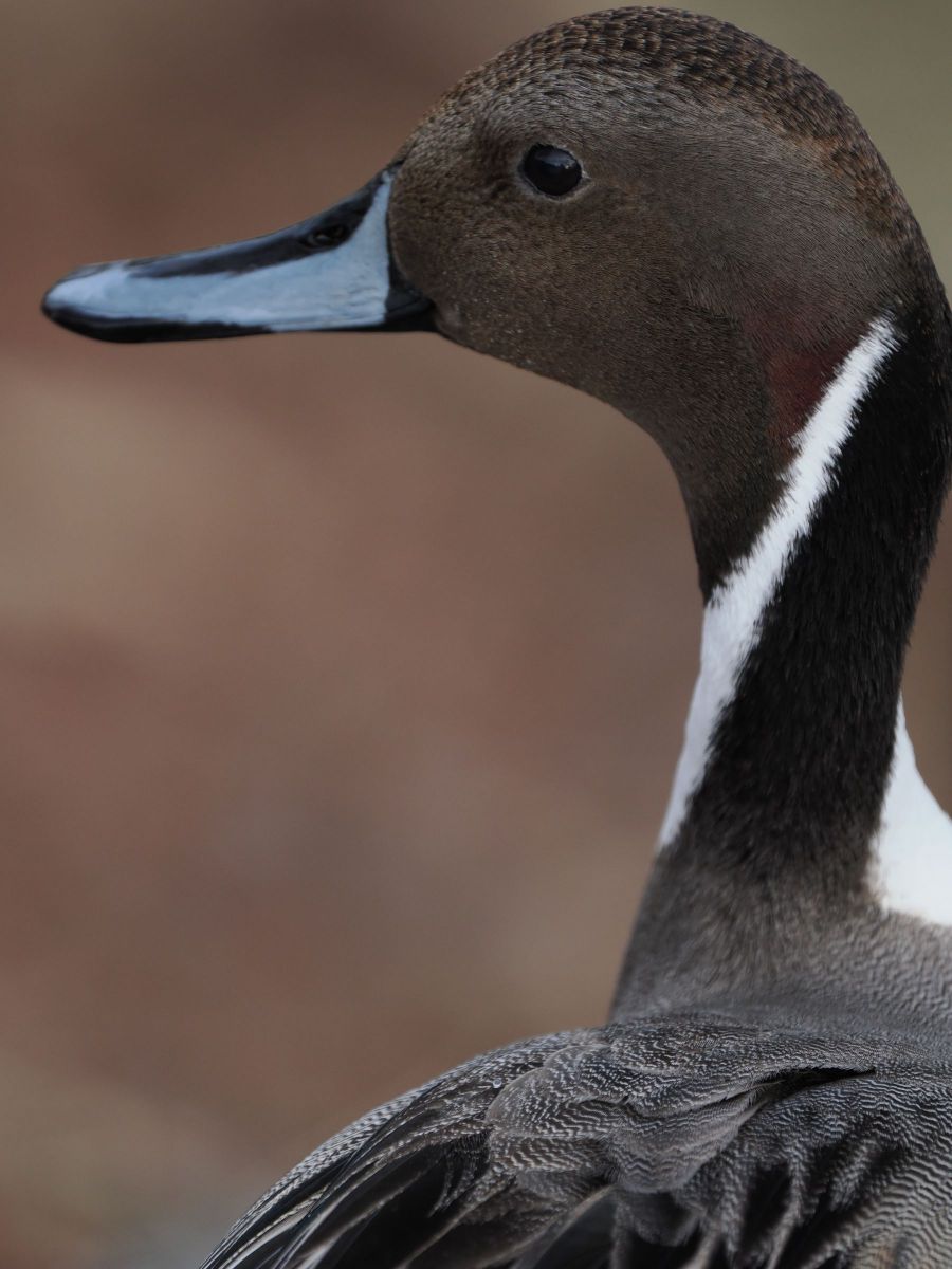 beautiful design | GANREF