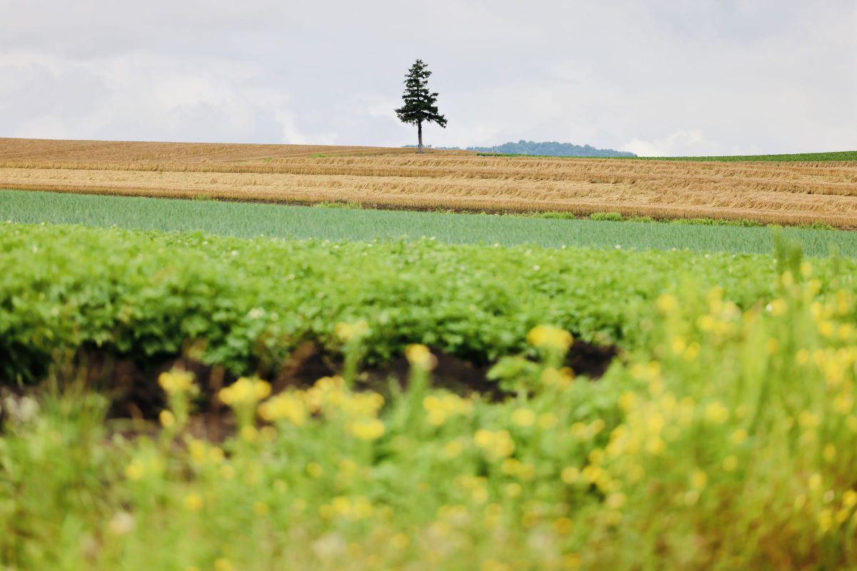 Hokkaidōkankō 2023/7−30 | GANREF