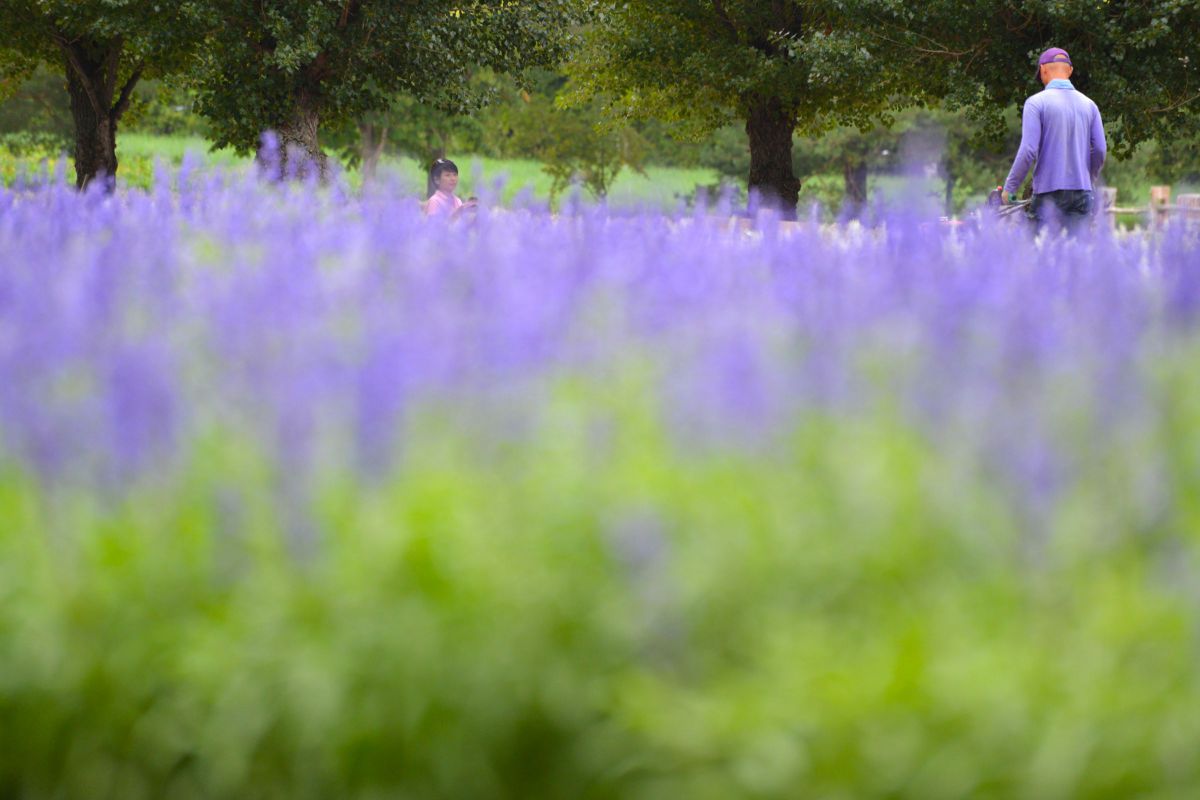Memories of Furano 2013-2 | GANREF