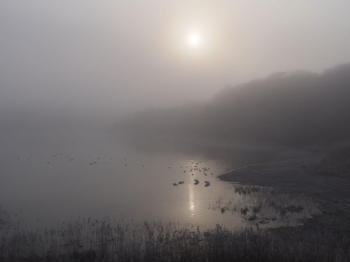 wrapped in morning mist 2023-8 | GANREF