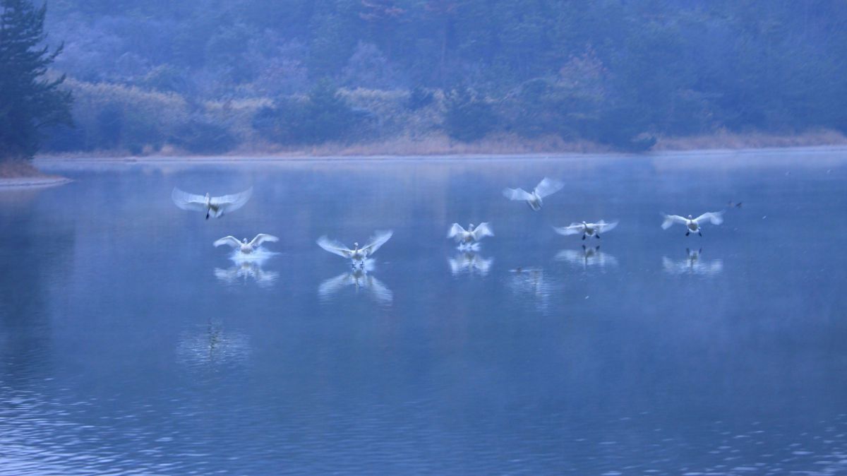 Flying scene | GANREF