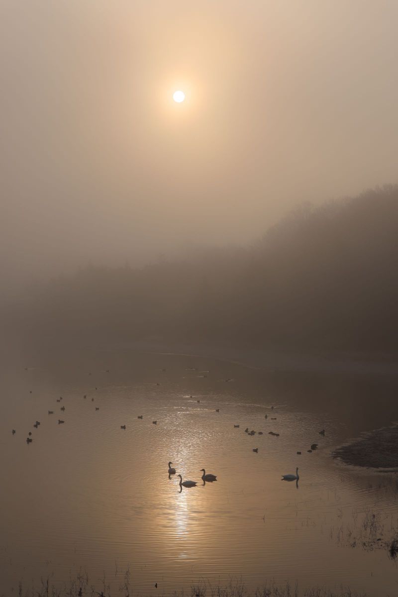 wrapped in morning mist 2023-7 | GANREF