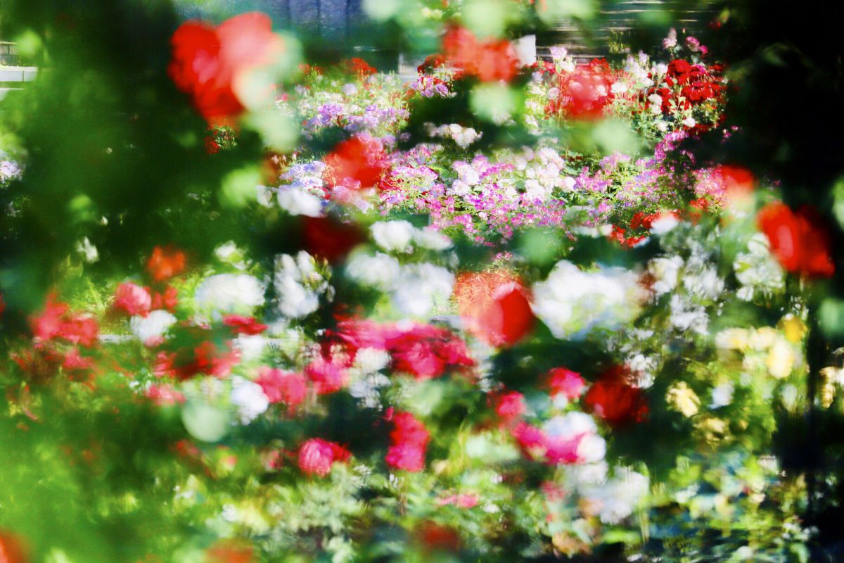 rose garden | GANREF