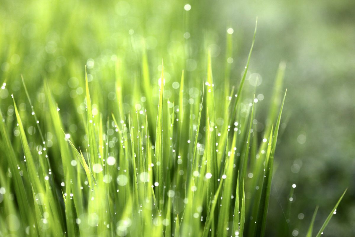 summer morning | GANREF