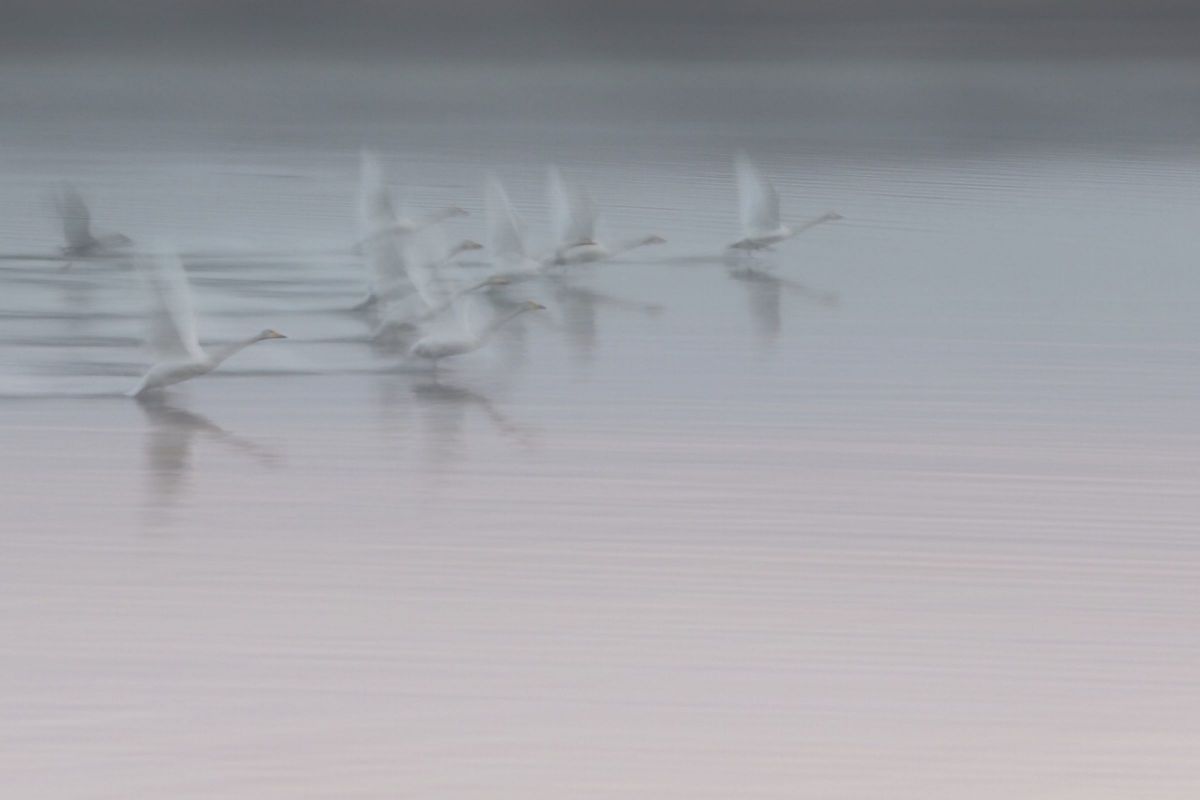 time of memories 2016 | GANREF