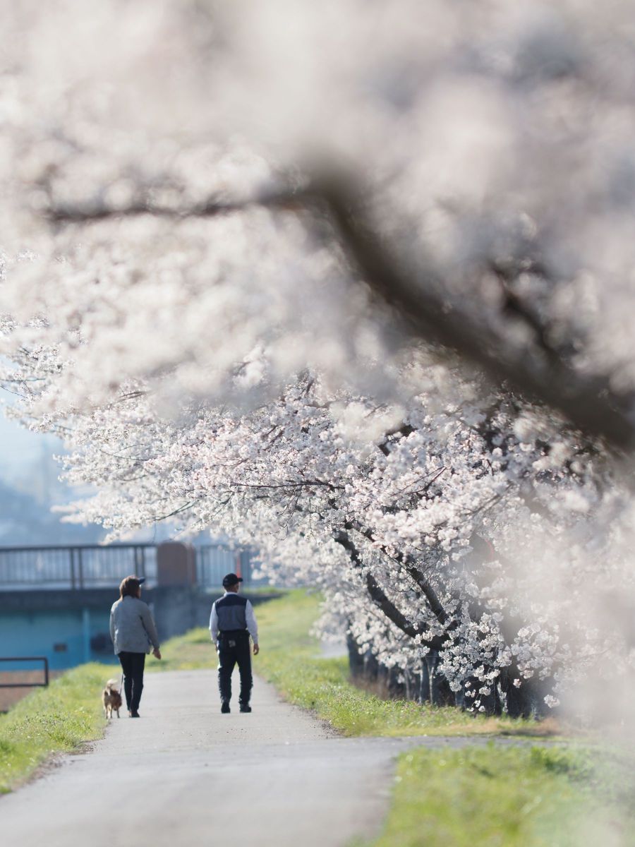 Local Sakuramichi 3 | GANREF