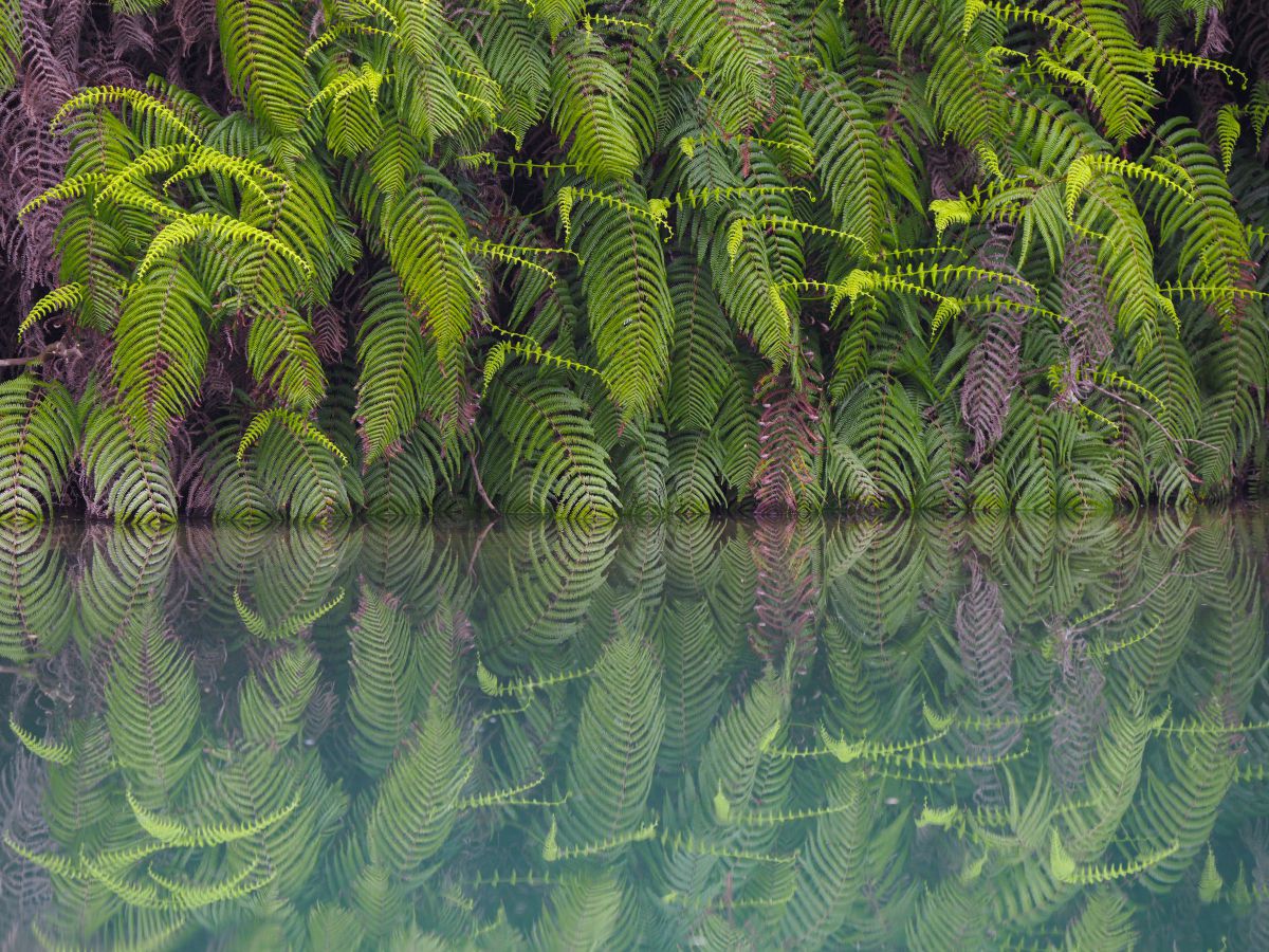 From the quiet water surface | GANREF