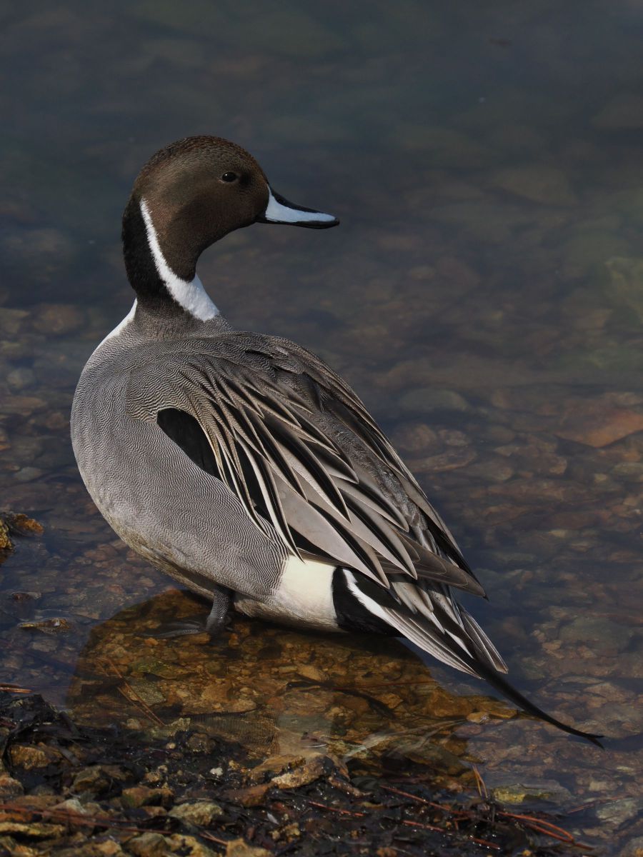 beautiful design | GANREF