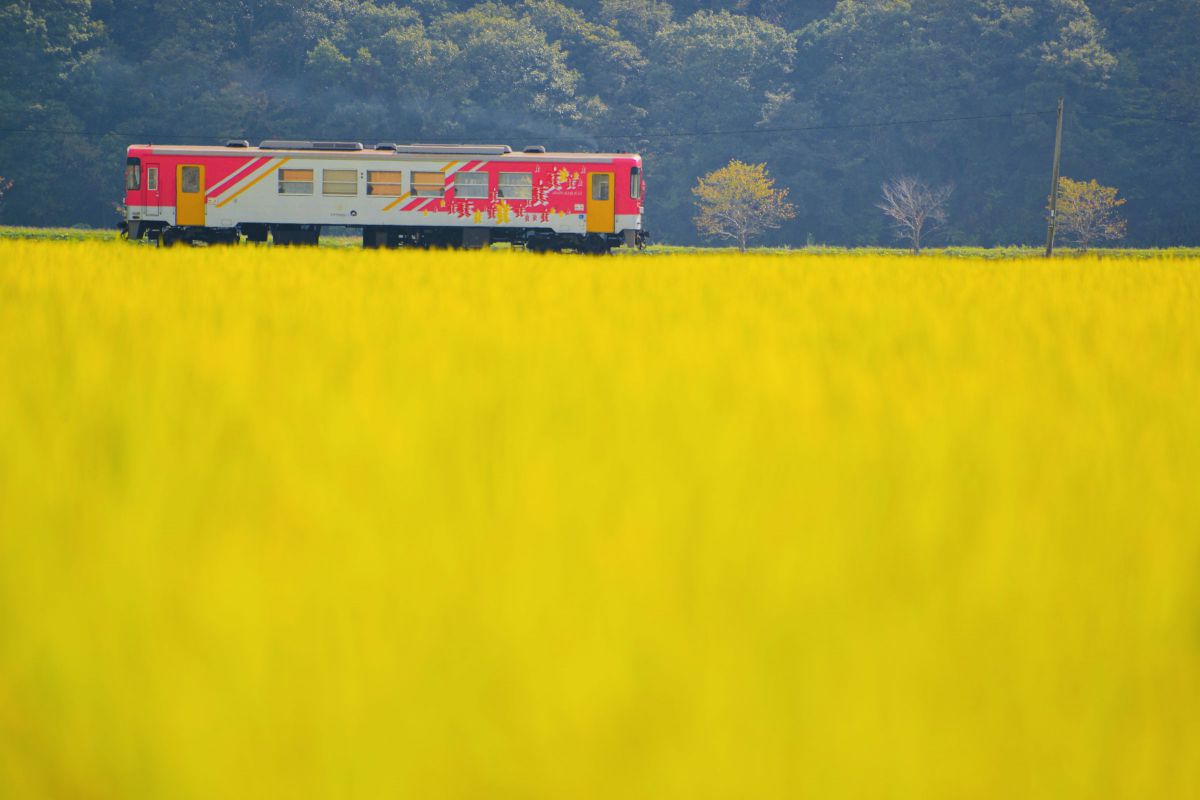 autumn colors 10/14 | GANREF