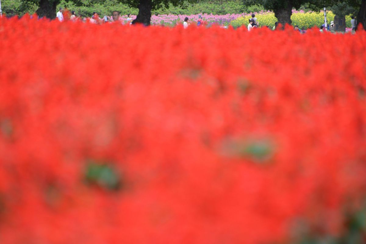 Memories of Furano 2013 | GANREF