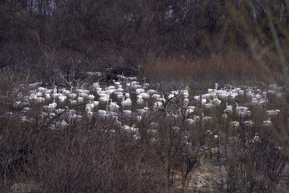 美瑛の春2025/4/14-3 | GANREF