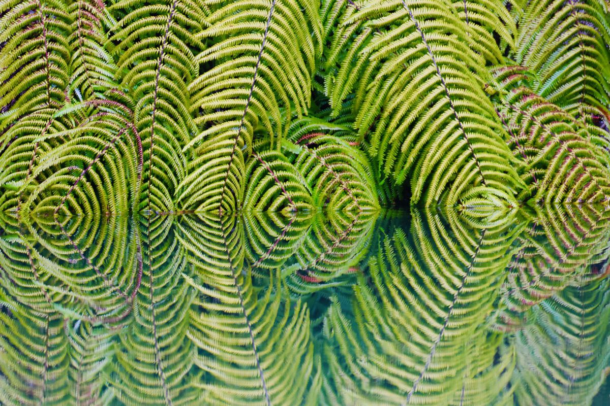 winter green | GANREF