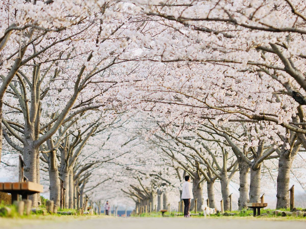 桜道2025/2 | GANREF