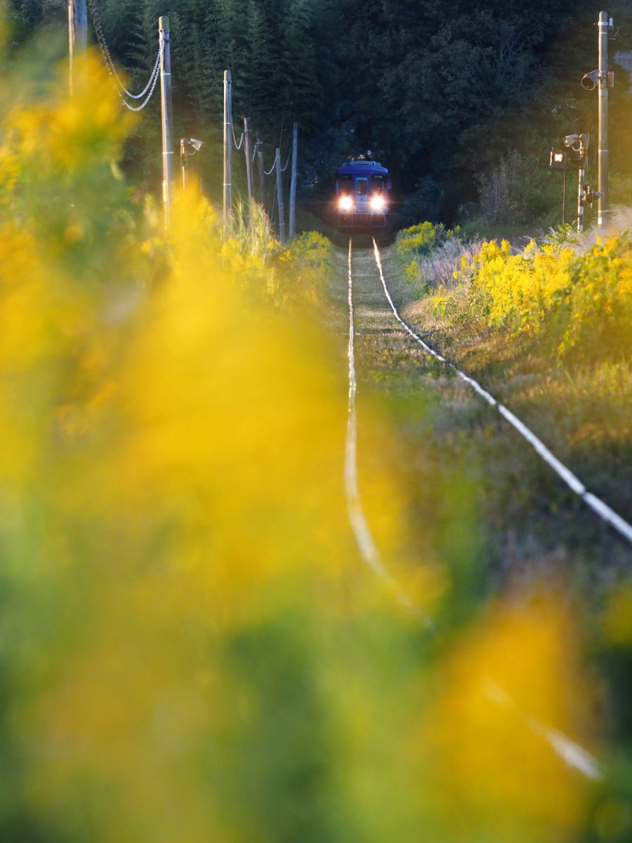 Attracted by autumn colors10/25 | GANREF