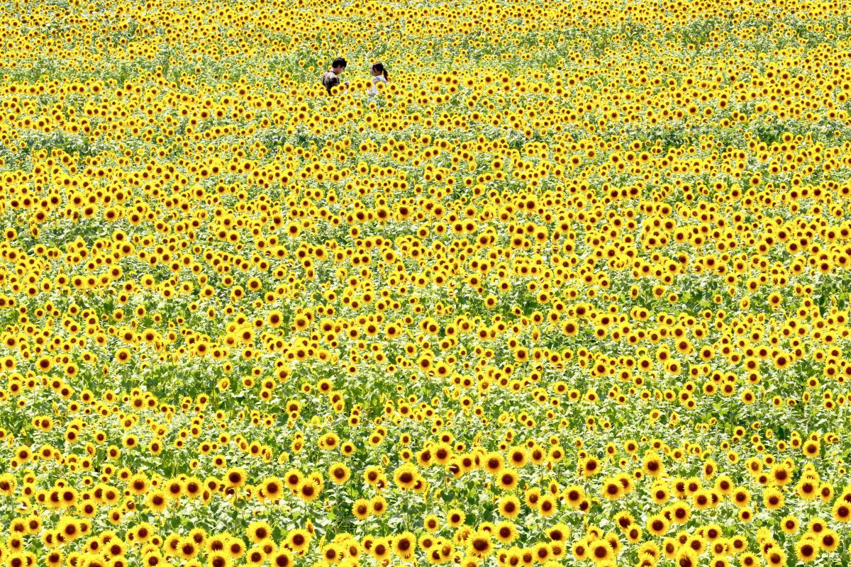 overflowing summer face | GANREF