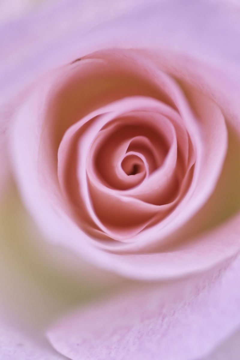 beautiful rose | GANREF