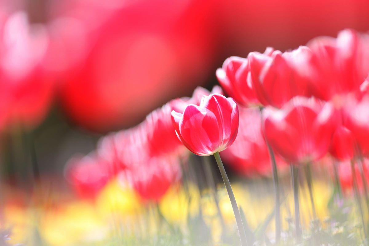 I want to see the colors of spring | GANREF