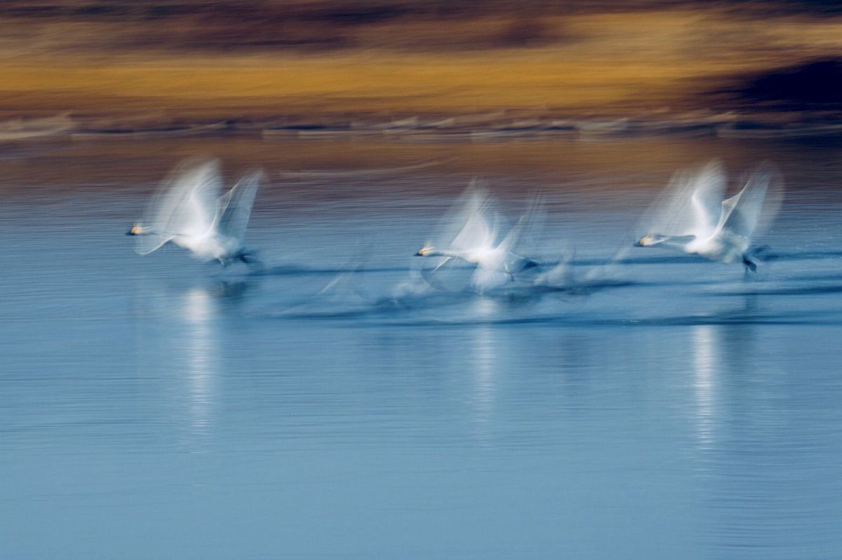 time of memories 2018 | GANREF