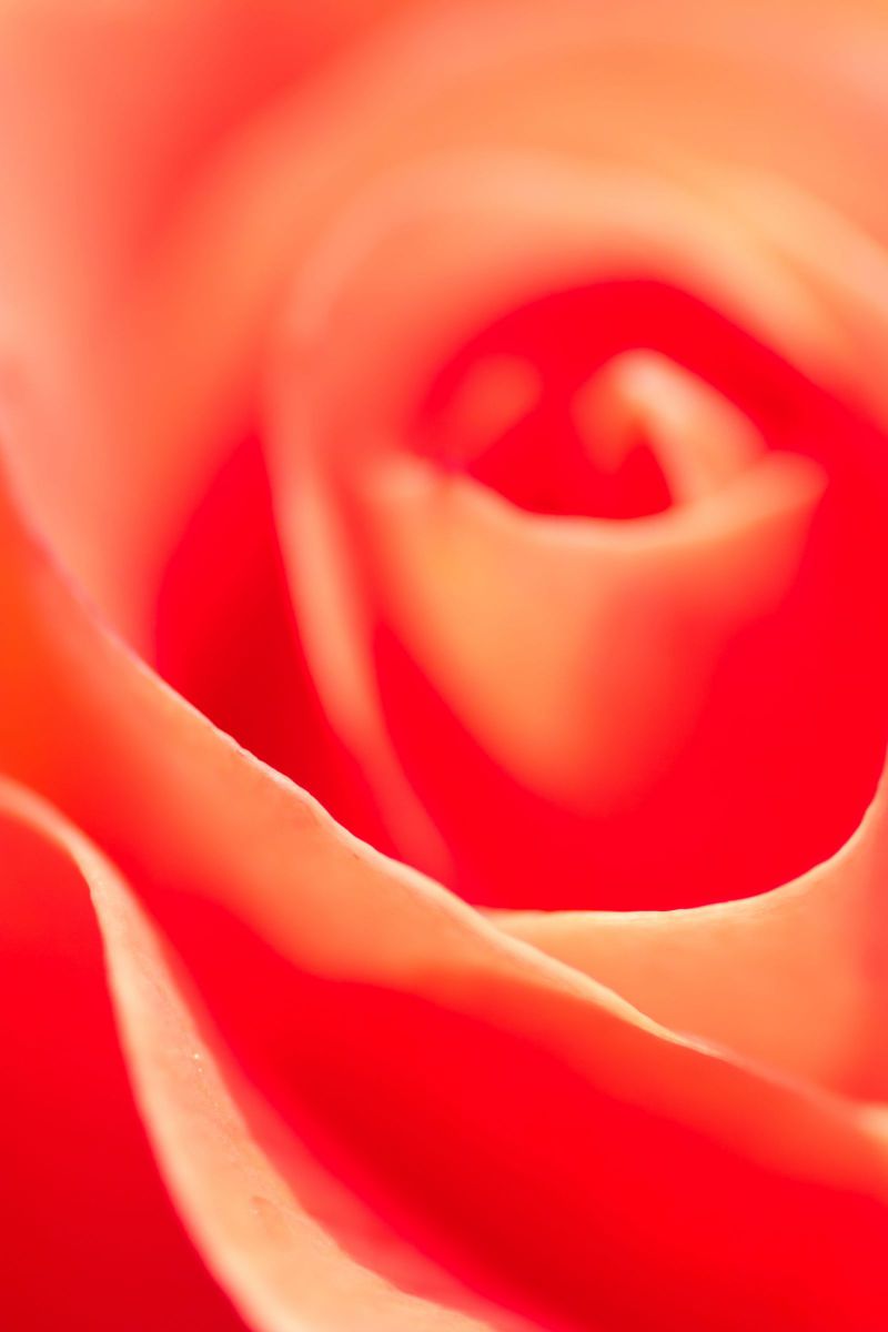 Enchanted rose | GANREF