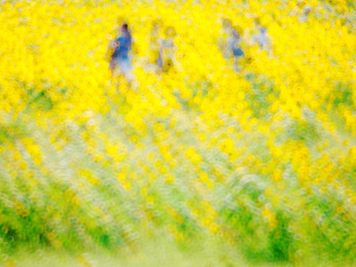 midsummer out focus | GANREF