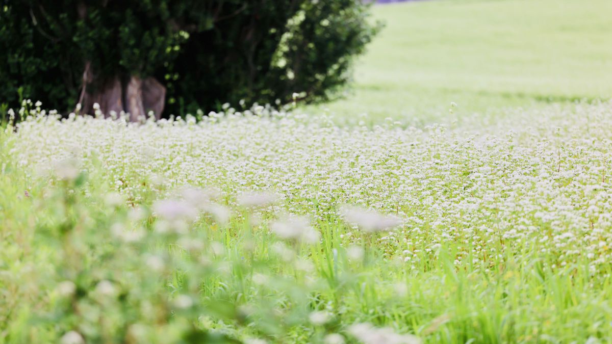 Hokkaidōkankō 2023/7−13 | GANREF