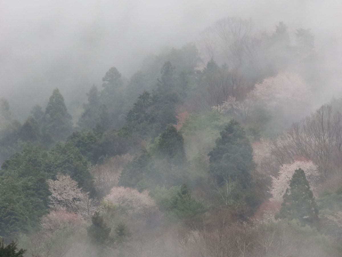 hazy in the rain | GANREF