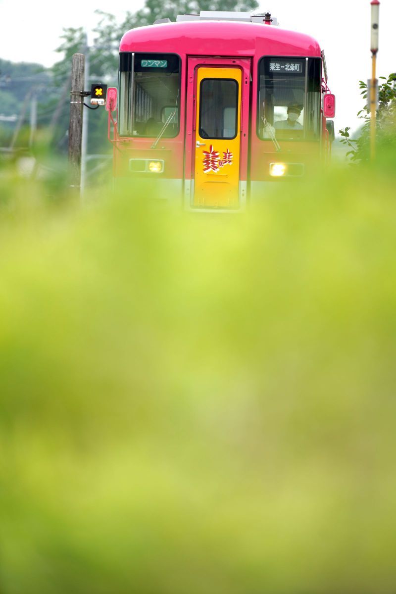 Summer grass | GANREF