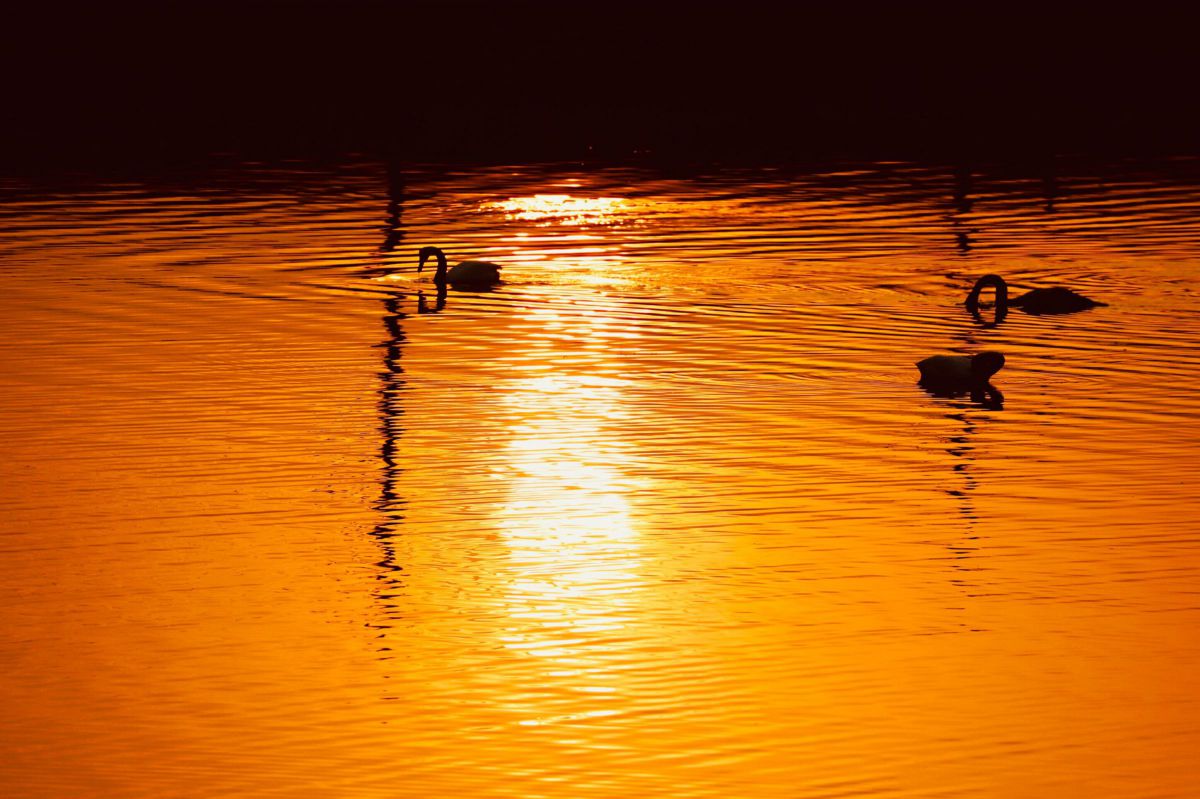 time of memories 2018-2 | GANREF