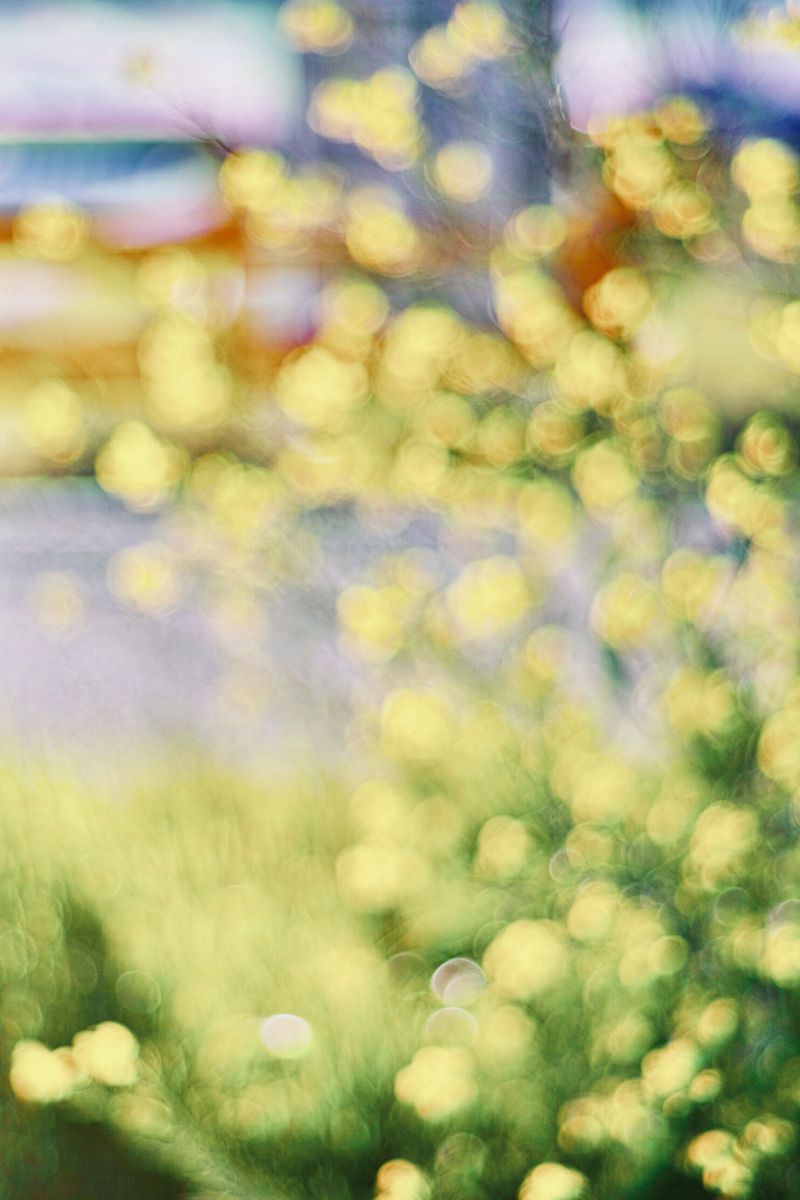 out focus:菜の花 | GANREF