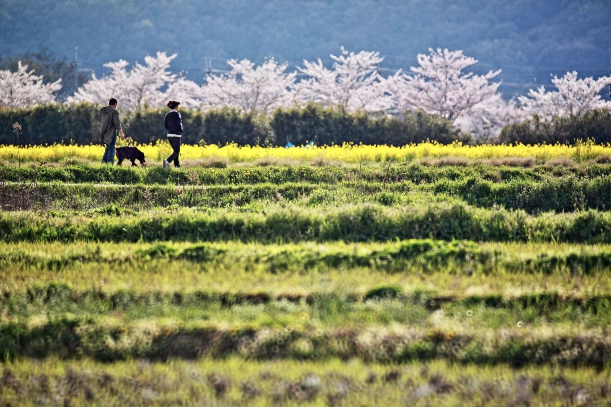 It is spring | GANREF