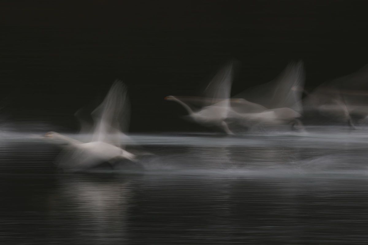 final group | GANREF