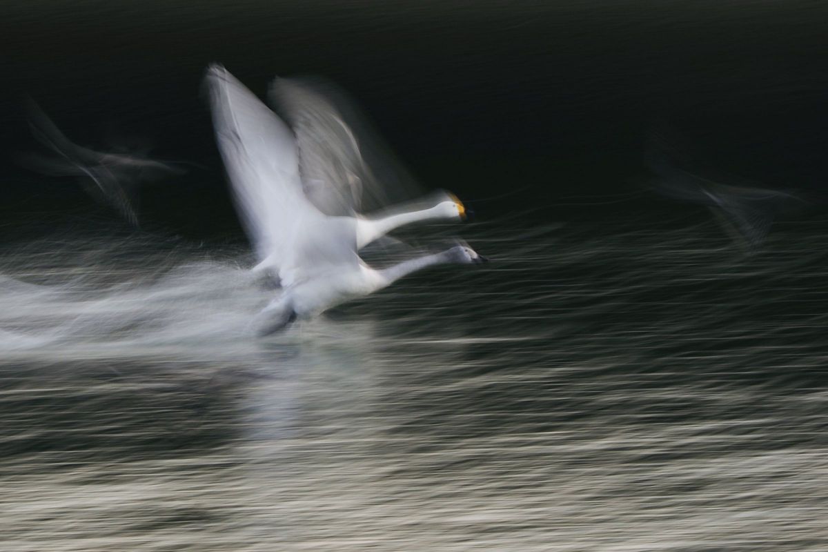 Parent-child run | GANREF