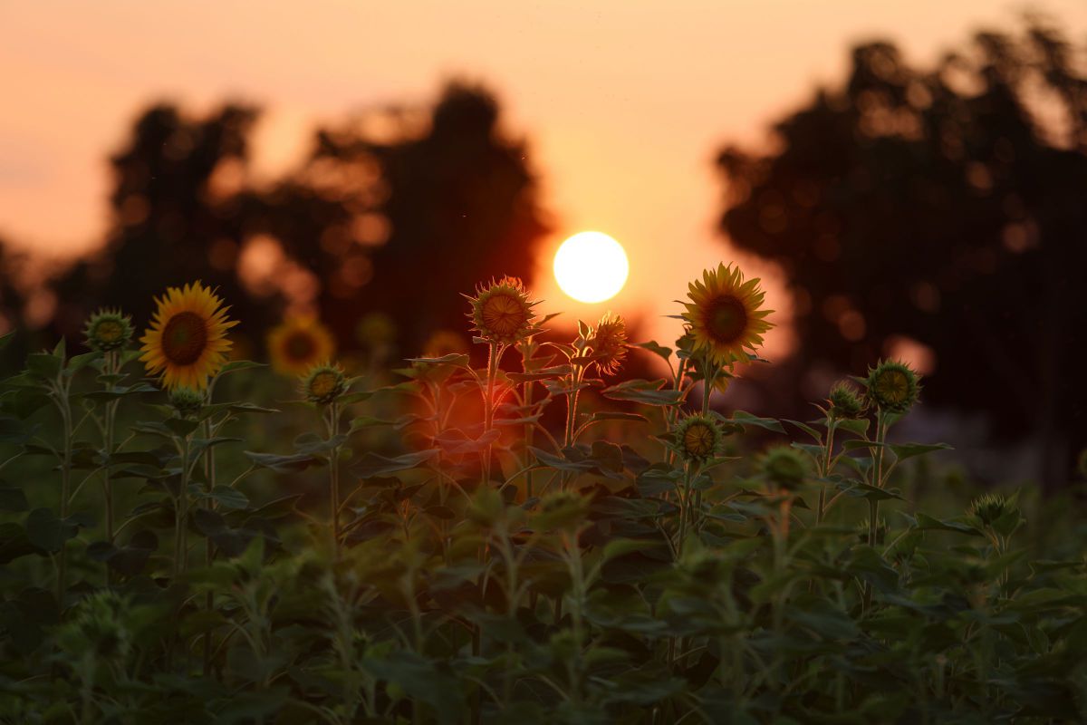 Summer zone | GANREF