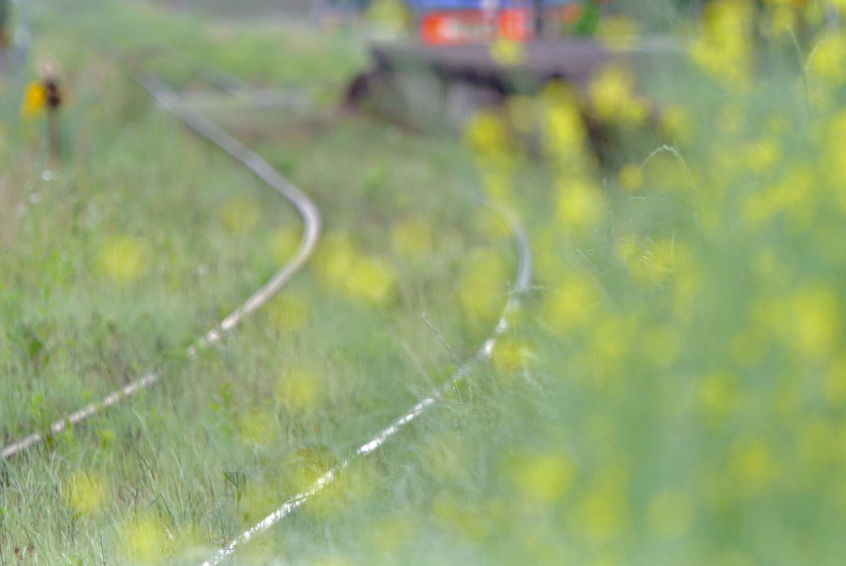 local line song | GANREF