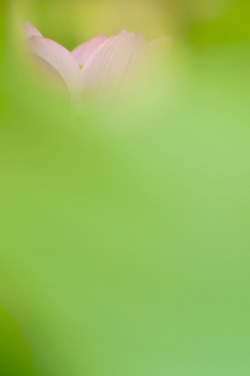 light makeup | GANREF