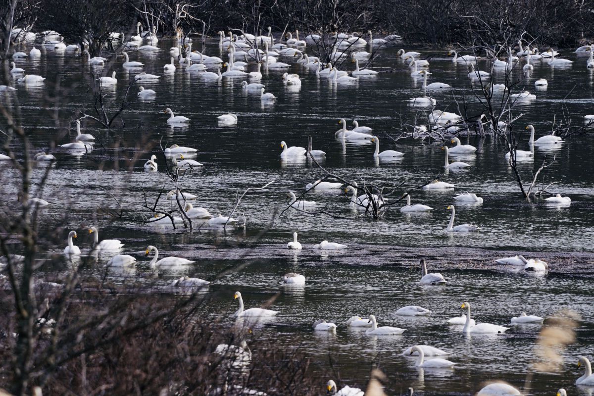 美瑛の春2025/4/14-2 | GANREF