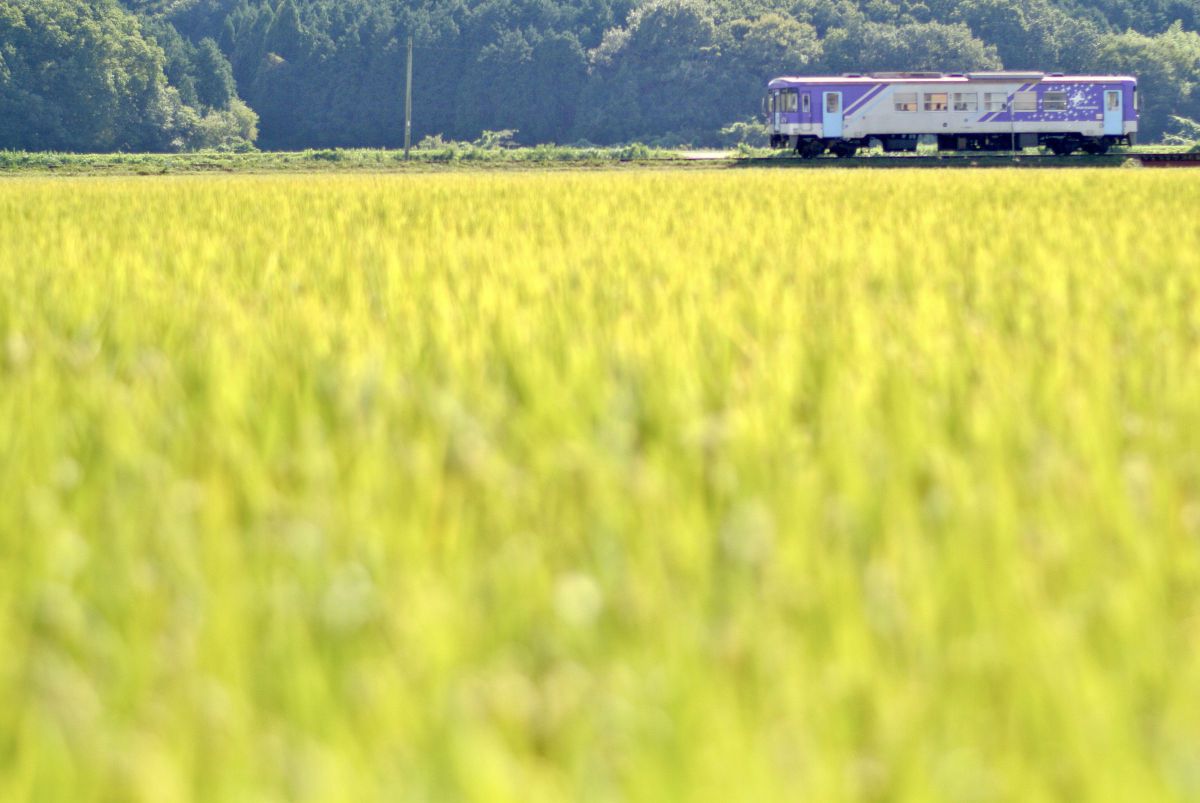 dazzling season | GANREF