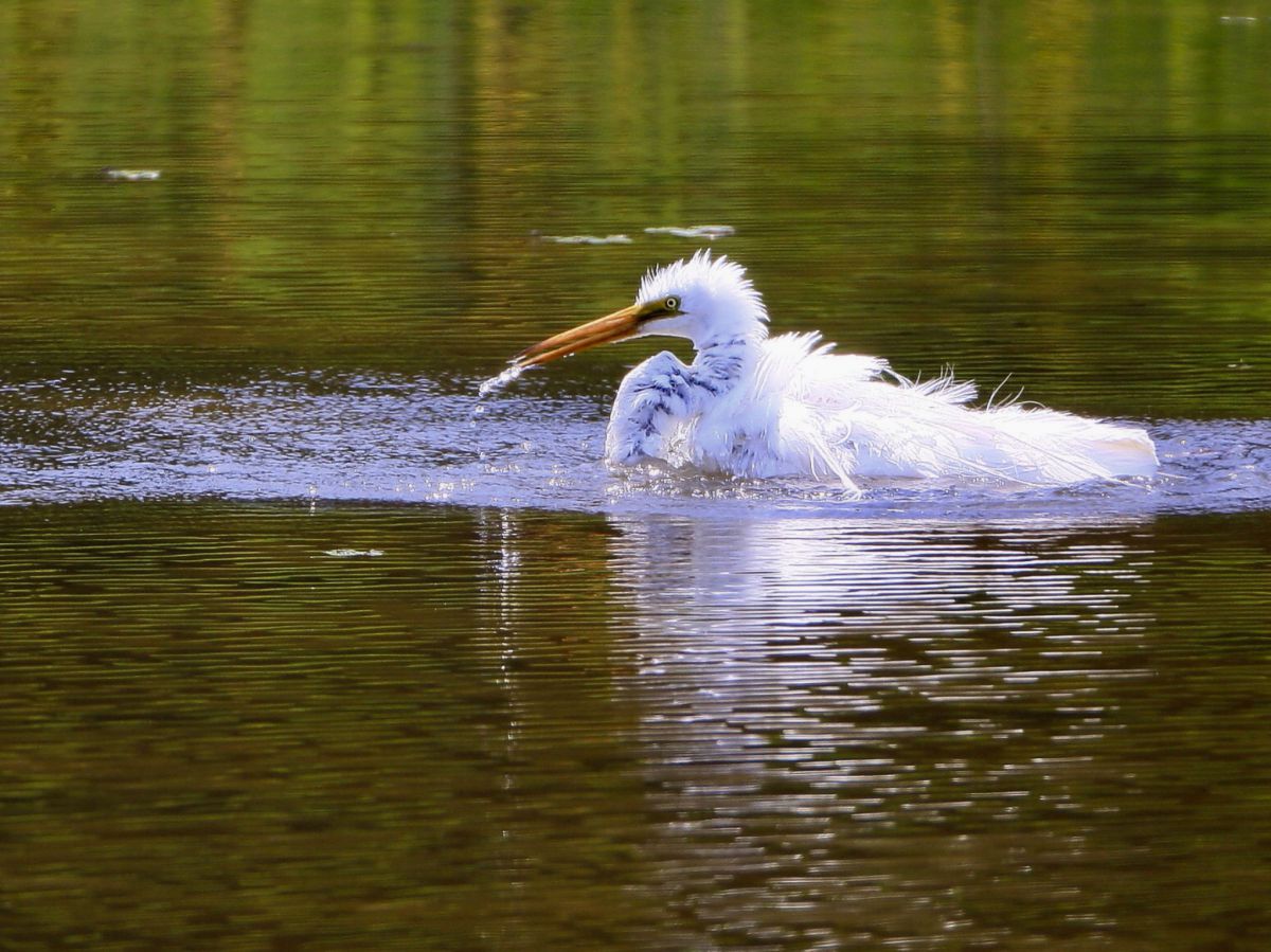 bird bathing | GANREF