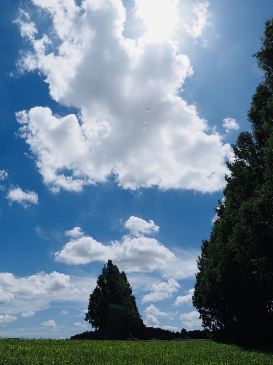 summer summer | GANREF