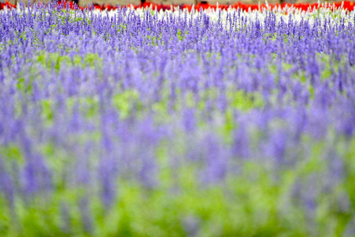 Memories of Furano 2013-3 | GANREF