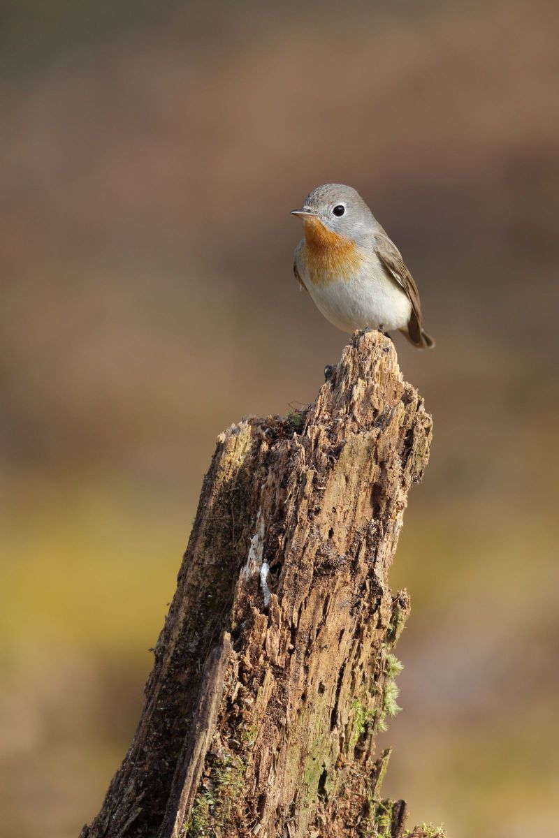 beautiful bird | GANREF