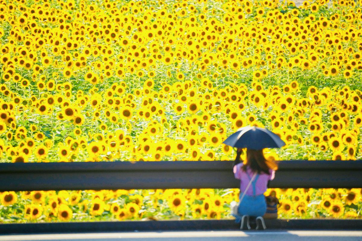 Summer memory | GANREF