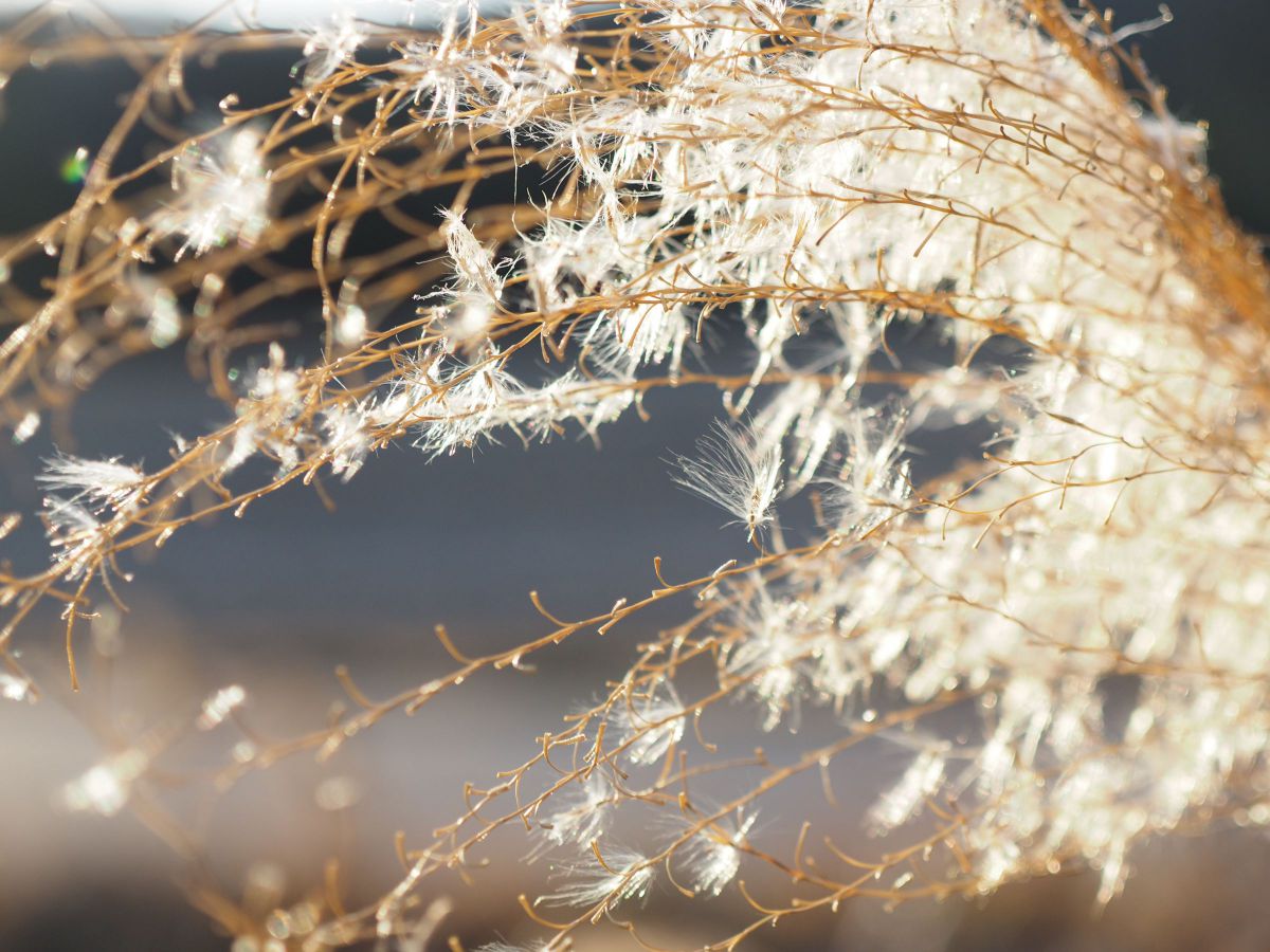 Bunting's favorite food | GANREF