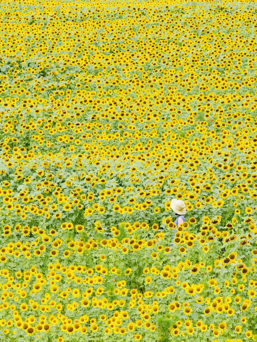 midsummer blessing3 | GANREF