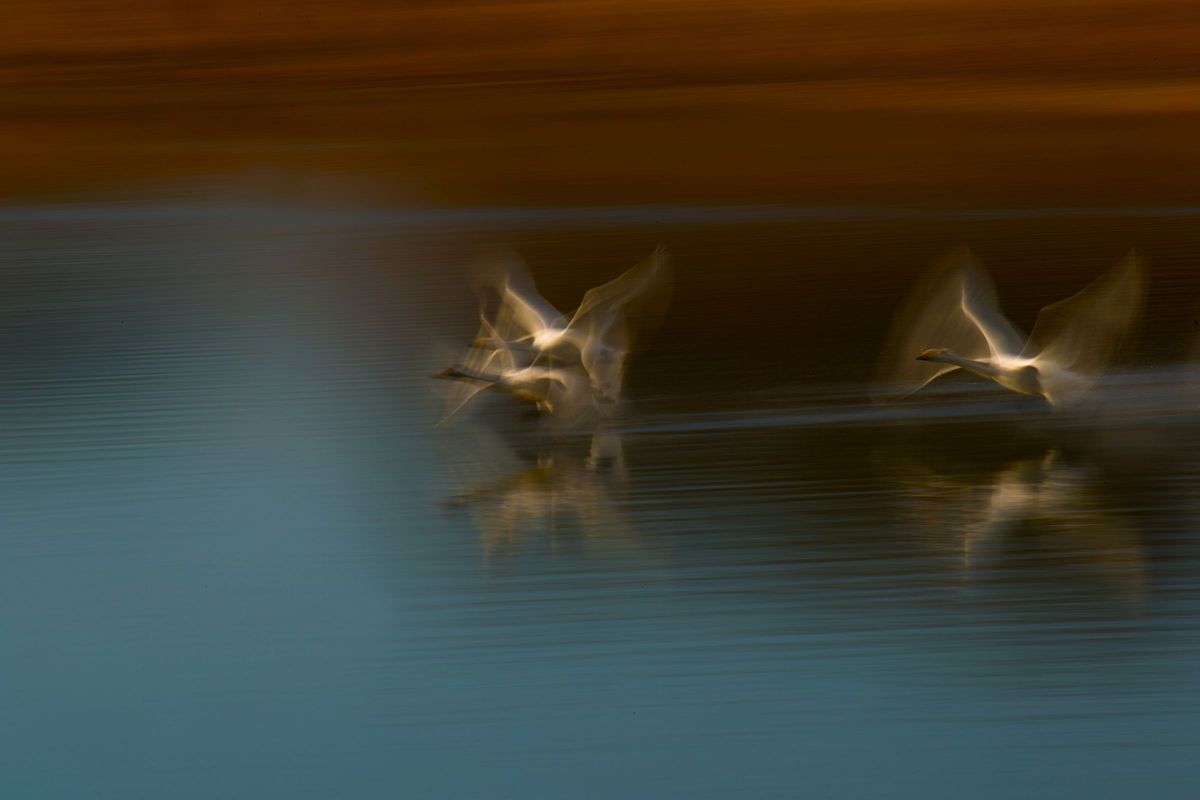 Beautiful flutter | GANREF