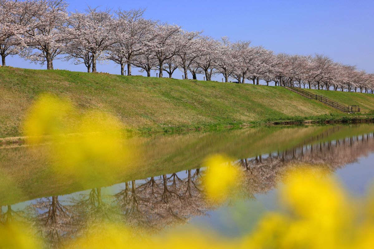 Local Sakuramichi 2 | GANREF