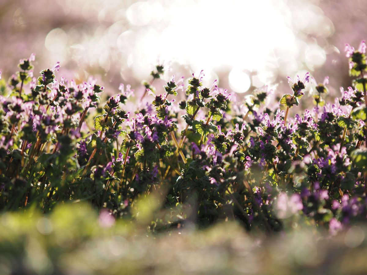 spring color2 | GANREF