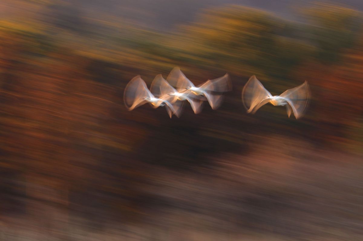 graceful flight | GANREF